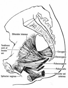 Sphincter ani externus | Spieren | Menselijk Lichaam - Menselijk Lichaam