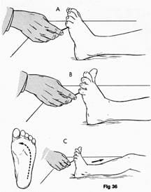 Achillespeesreflex | Reflexen | Menselijk Lichaam - Menselijk Lichaam