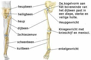 De anatomie van het menselijk lichaam: systemen, organen en hersenen ...