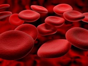 Bloedplaatjes (trombocyten) | Bloed / afweersysteem | Menselijk Lichaam ...