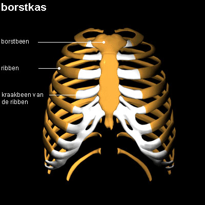 Borstkas | Skelet | Menselijk Lichaam - Menselijk Lichaam