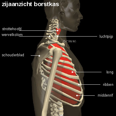 Borstkas | Skelet | Menselijk Lichaam - Menselijk Lichaam