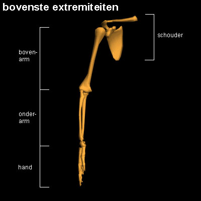 Bovenste extremiteiten | Skelet | Menselijk Lichaam - Menselijk Lichaam