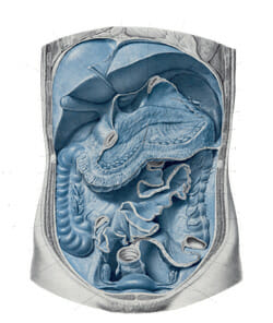 Buikholte | Algemeen | Menselijk Lichaam - Menselijk Lichaam