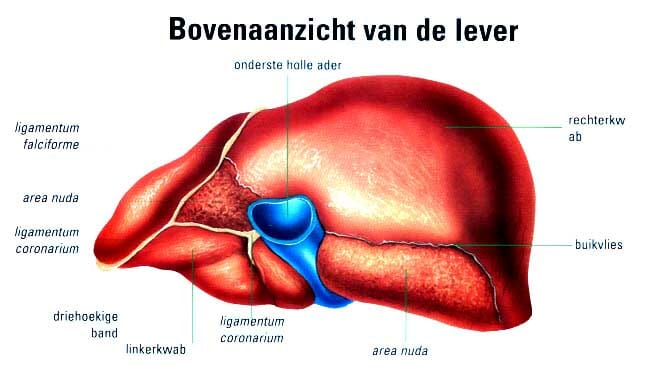 Lever | | Menselijk Lichaam