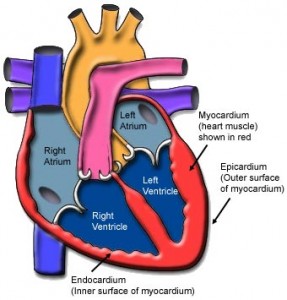 Myocarditis | Hart / circulatie | Menselijk Lichaam - Menselijk Lichaam