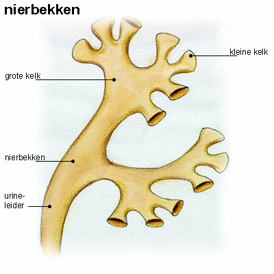 Nierbekken | Nieren | Menselijk Lichaam - Menselijk Lichaam
