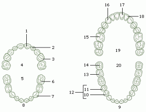 Ontwikkeling van het gebit | Tanden | Menselijk Lichaam - Menselijk Lichaam
