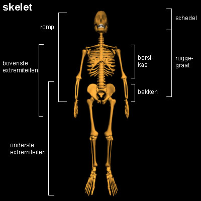 Skeletproporties | Algemeen | Menselijk Lichaam - Menselijk Lichaam