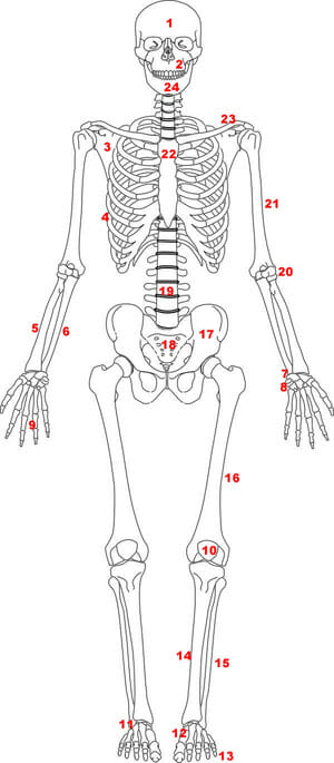 Skeletstelsel | Skelet | Menselijk Lichaam - Menselijk Lichaam