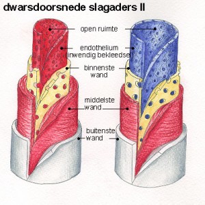 Slagaders | Hart / circulatie | Menselijk Lichaam - Menselijk Lichaam