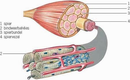 Spierweefsel | Spieren | Menselijk Lichaam - Menselijk Lichaam