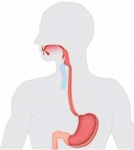 Terugvloeiing naar de slokdarm | Spijsvertering | Menselijk Lichaam ...