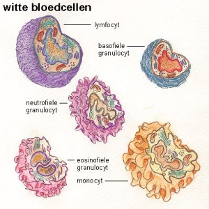 Leukocyten: Lees hier alles over onze witte bloedlichaampjes ...