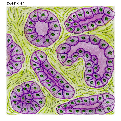 Zweetklieren | Huid | Menselijk Lichaam - Menselijk Lichaam